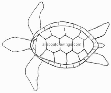 Turtle Drawings